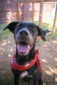 Open Door Animal Sanctuary | Adoptable pets | St. Louis & Jefferson ...