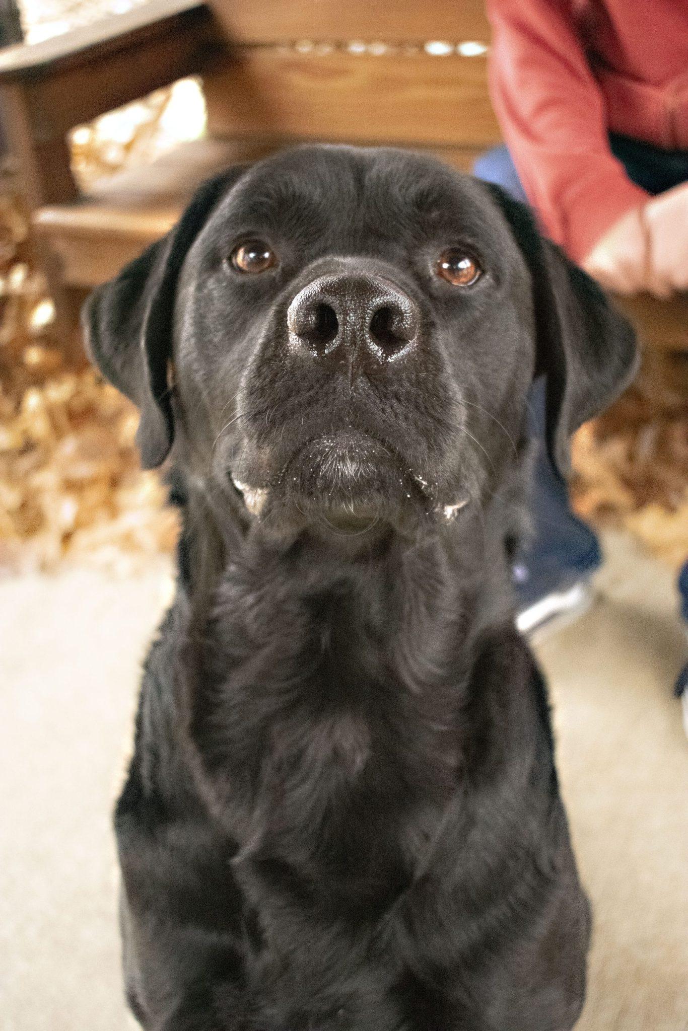 Open Door Animal Sanctuary | No-Kill Animal Shelter | Serving St. Lous ...