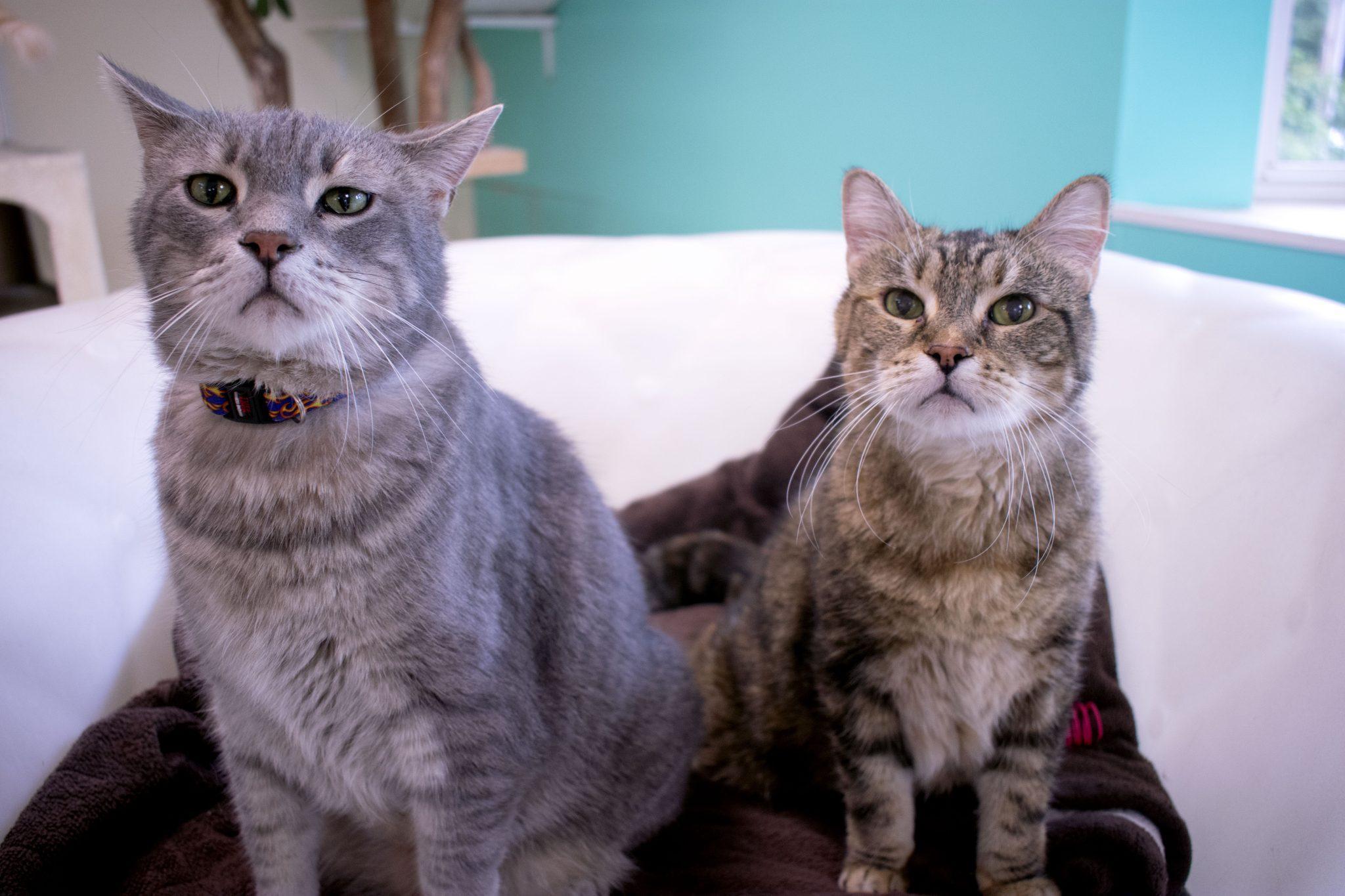 Open Door Animal Sanctuary | Adoptable pets | St. Louis & Jefferson ...