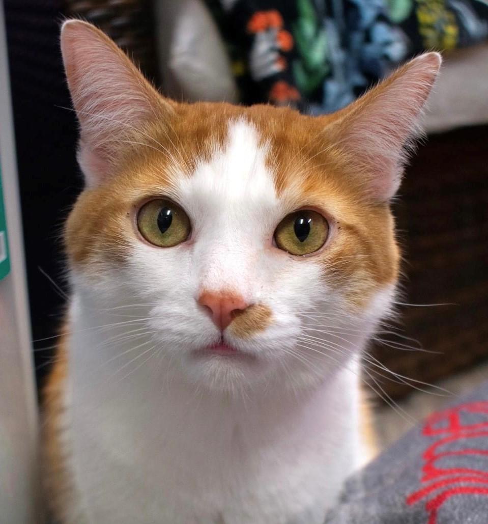 Ricky Bobby – Ready for Adoption! - Open Door Animal Sanctuary