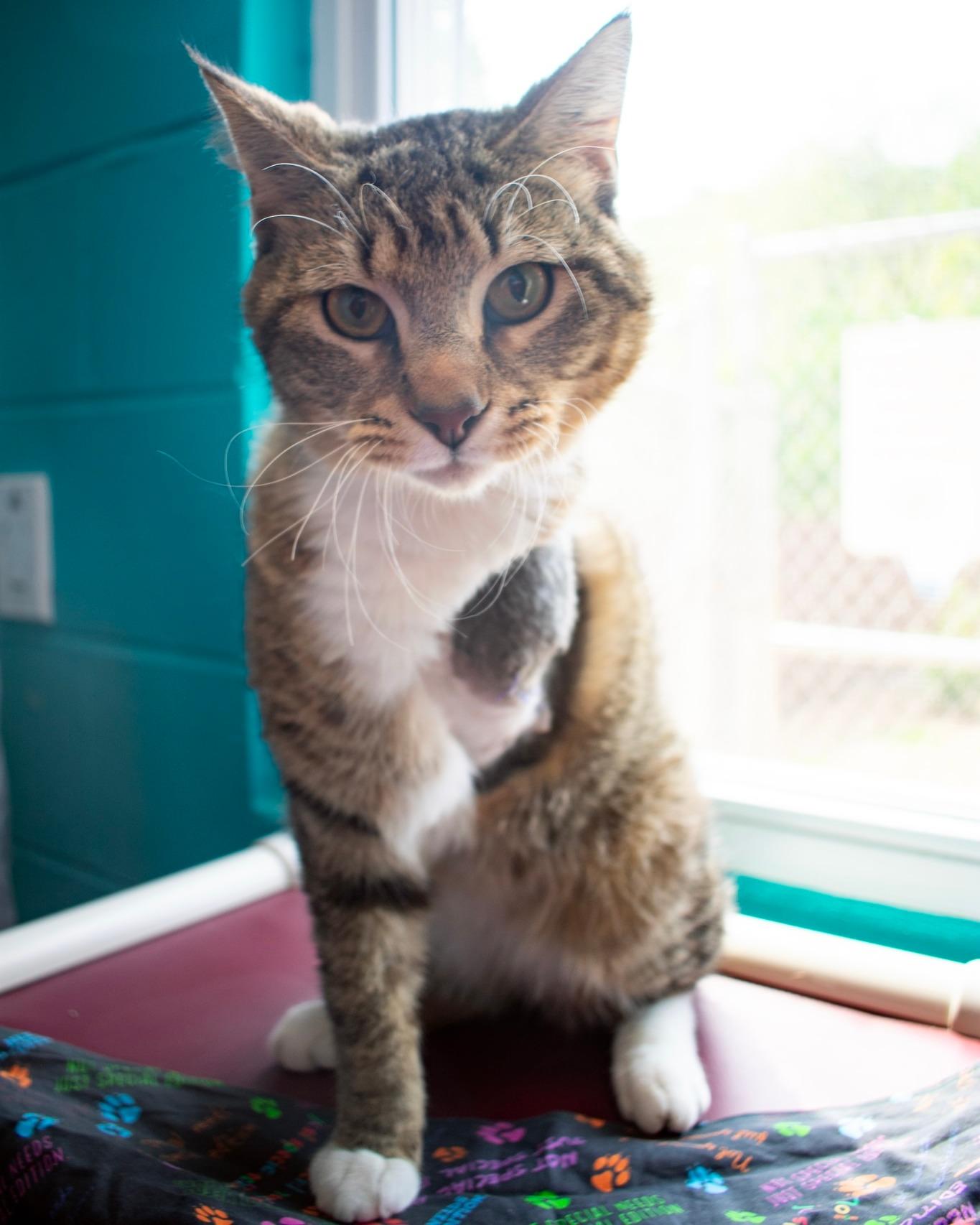 Turtle – Ready for Adoption! - Open Door Animal Sanctuary