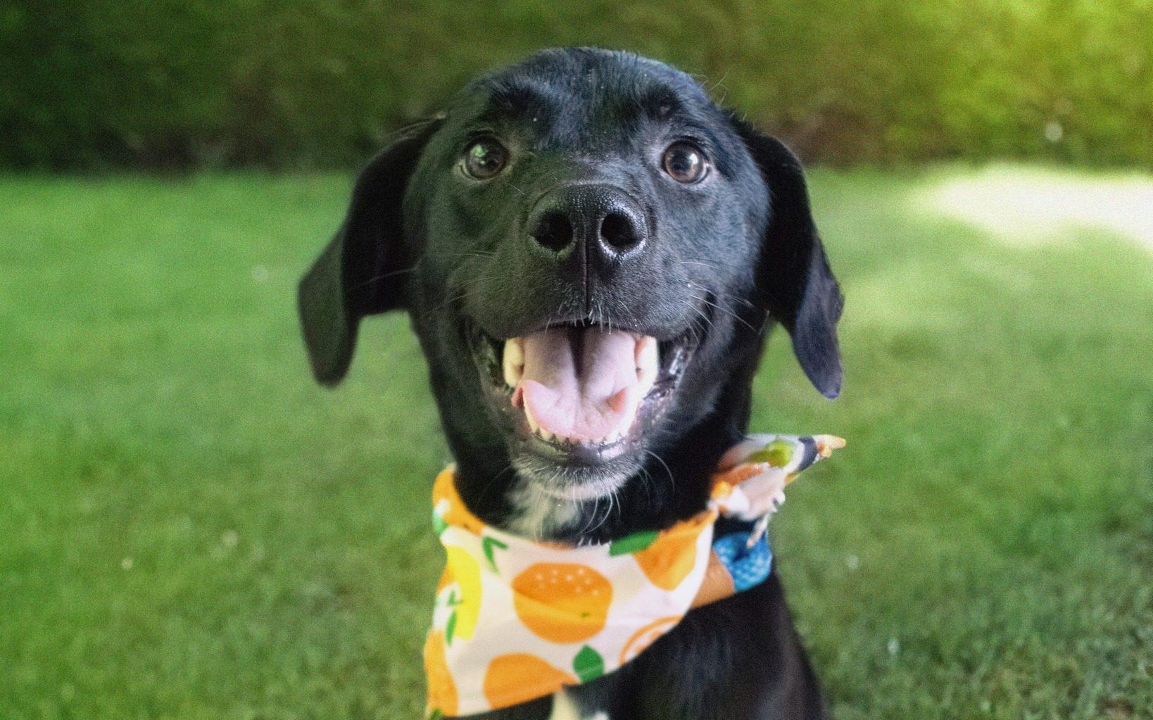 Ruffles – Ready for Adoption! - Open Door Animal Sanctuary