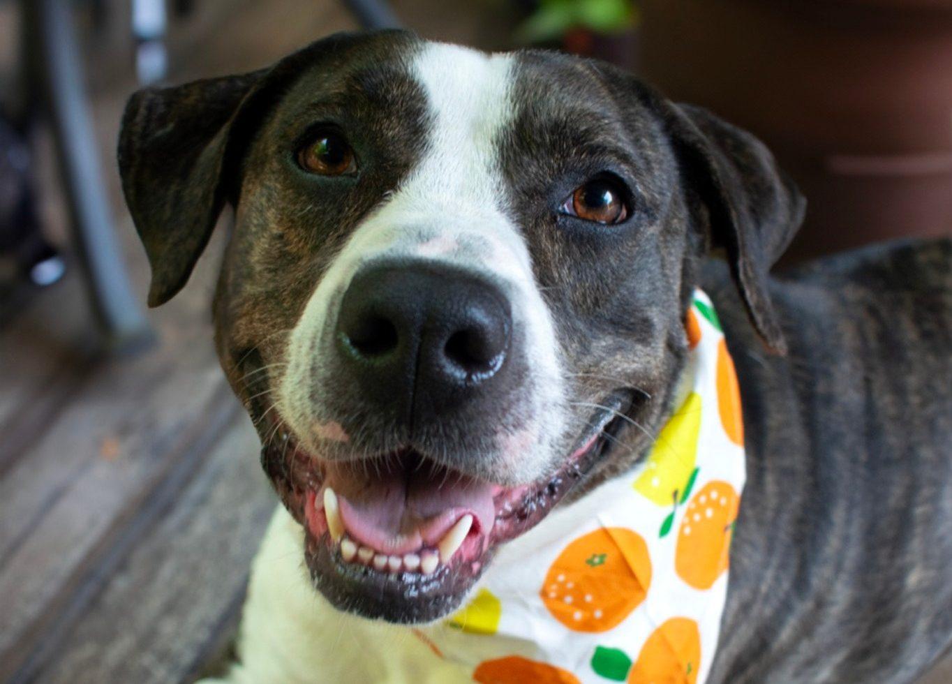 Bella – Ready for Adoption! - Open Door Animal Sanctuary