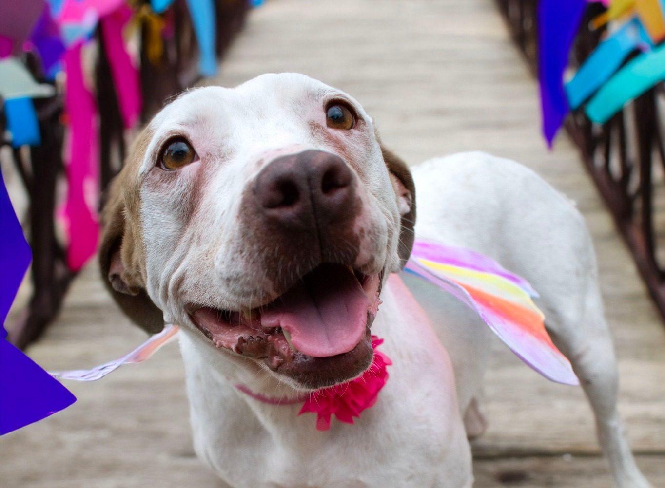 Moana – Ready for Adoption! - Open Door Animal Sanctuary Moana – Ready for Adoption! - Open Door Animal Sanctuary