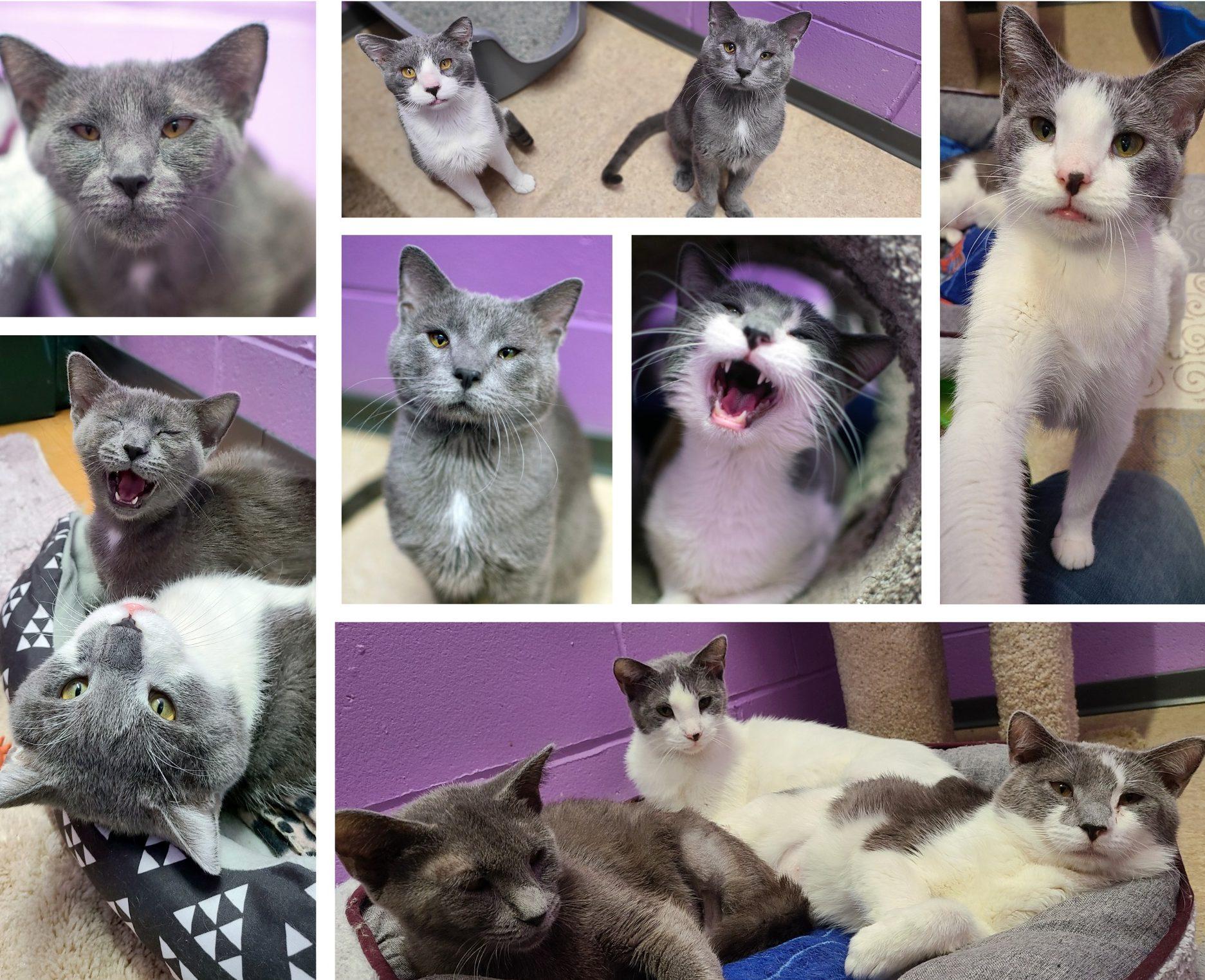 Adoption Ready – Meet Chomper, Tree Star, Cera, Spike & Sharptooth ...