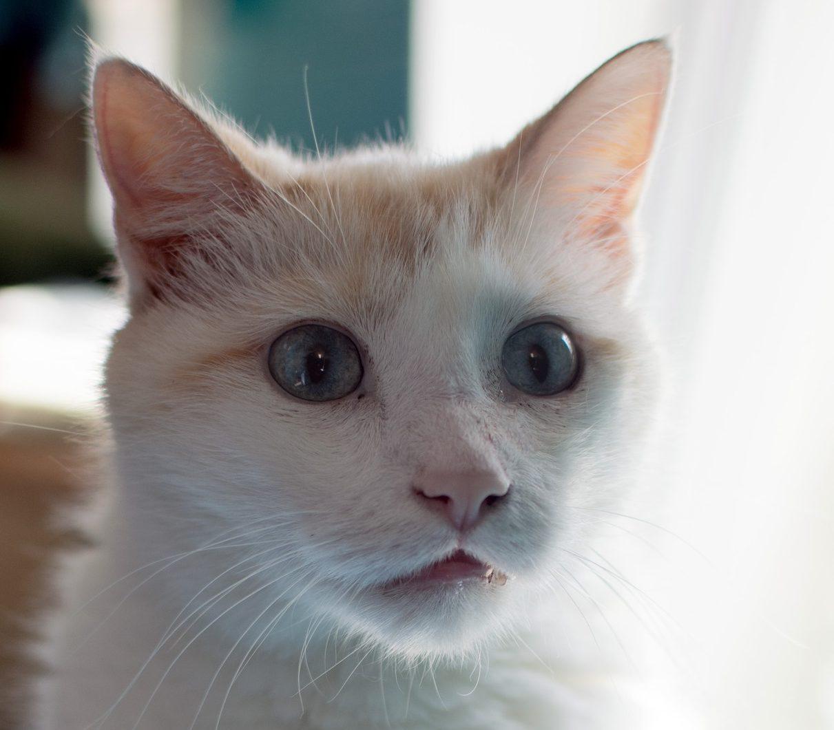 Sully – Ready for Adoption! - Open Door Animal Sanctuary