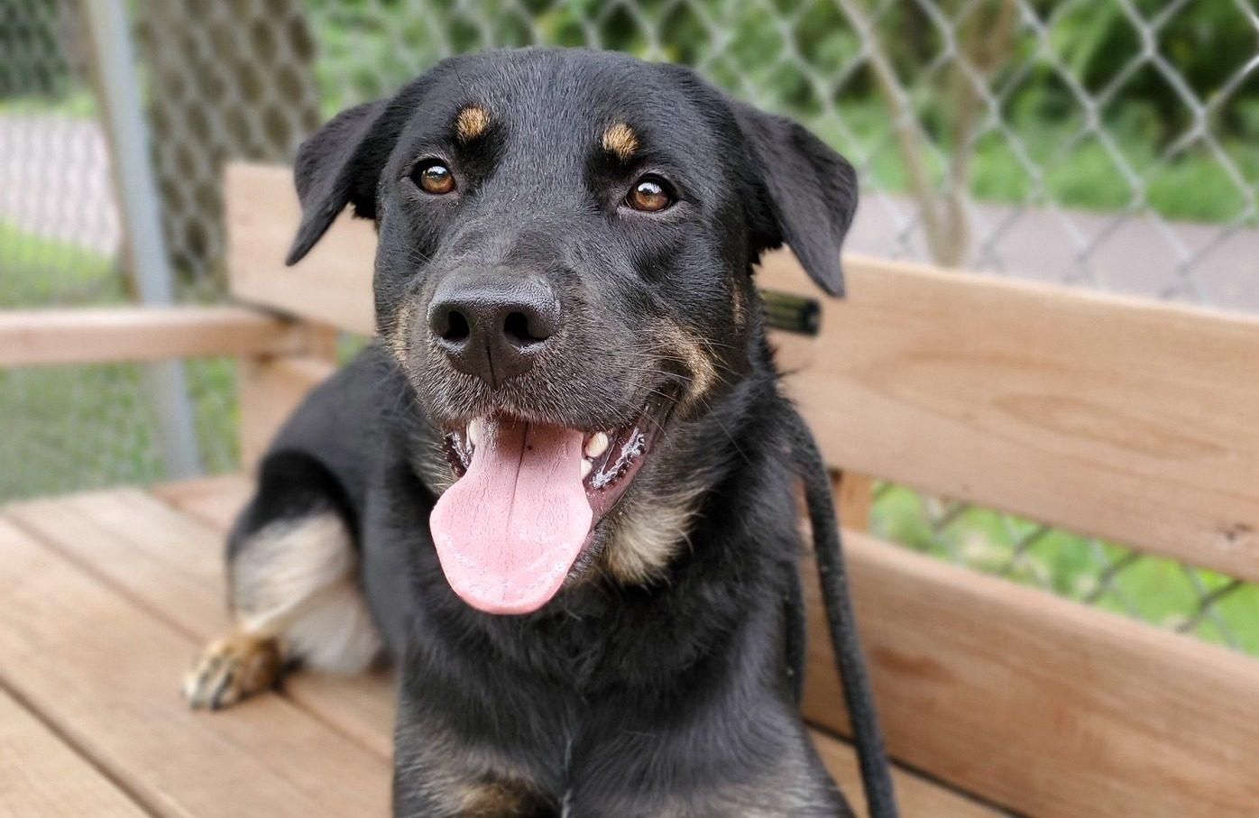 Denver – Ready for Adoption! - Open Door Animal Sanctuary
