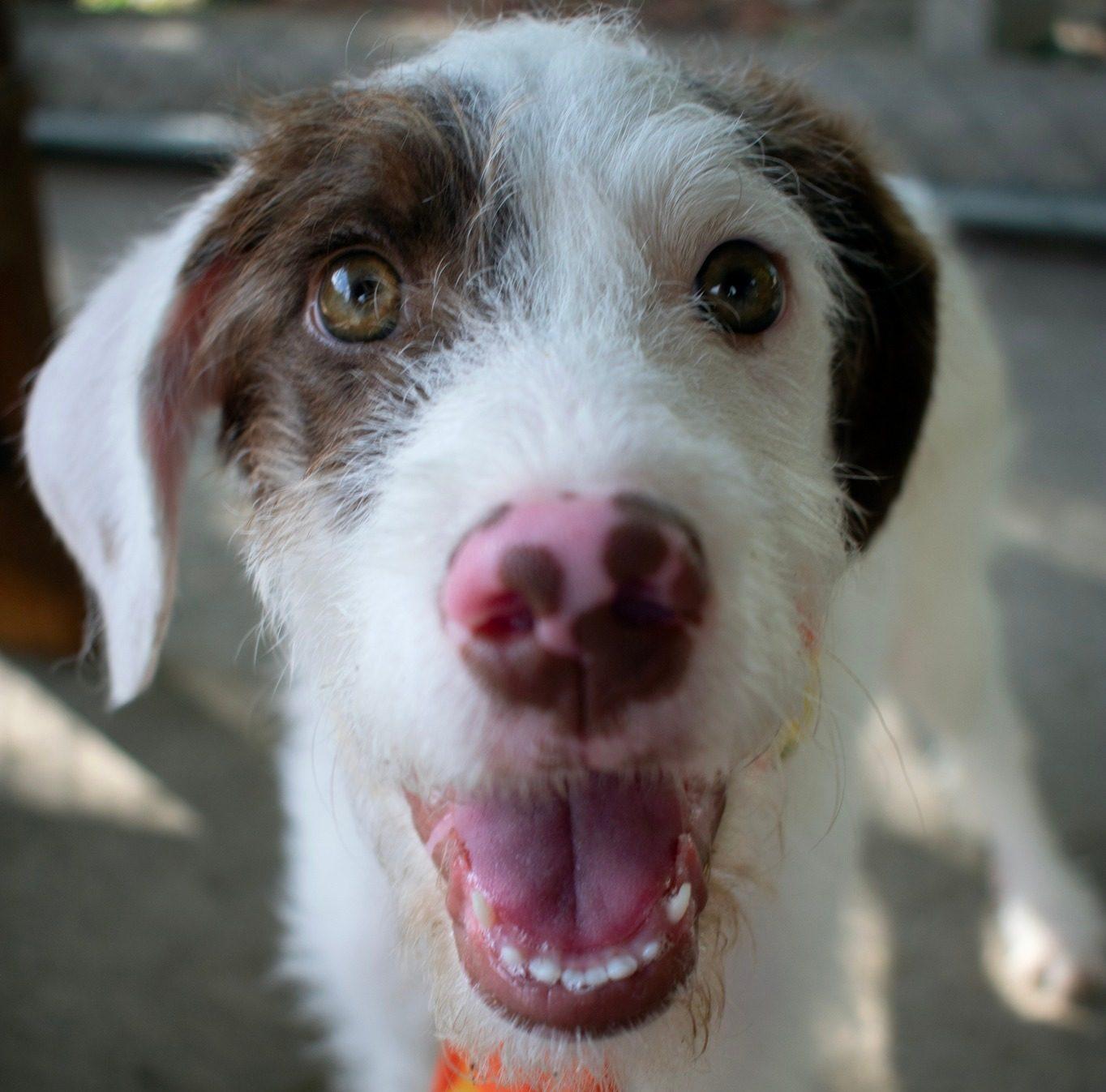 Rascal – Ready for Adoption! - Open Door Animal Sanctuary