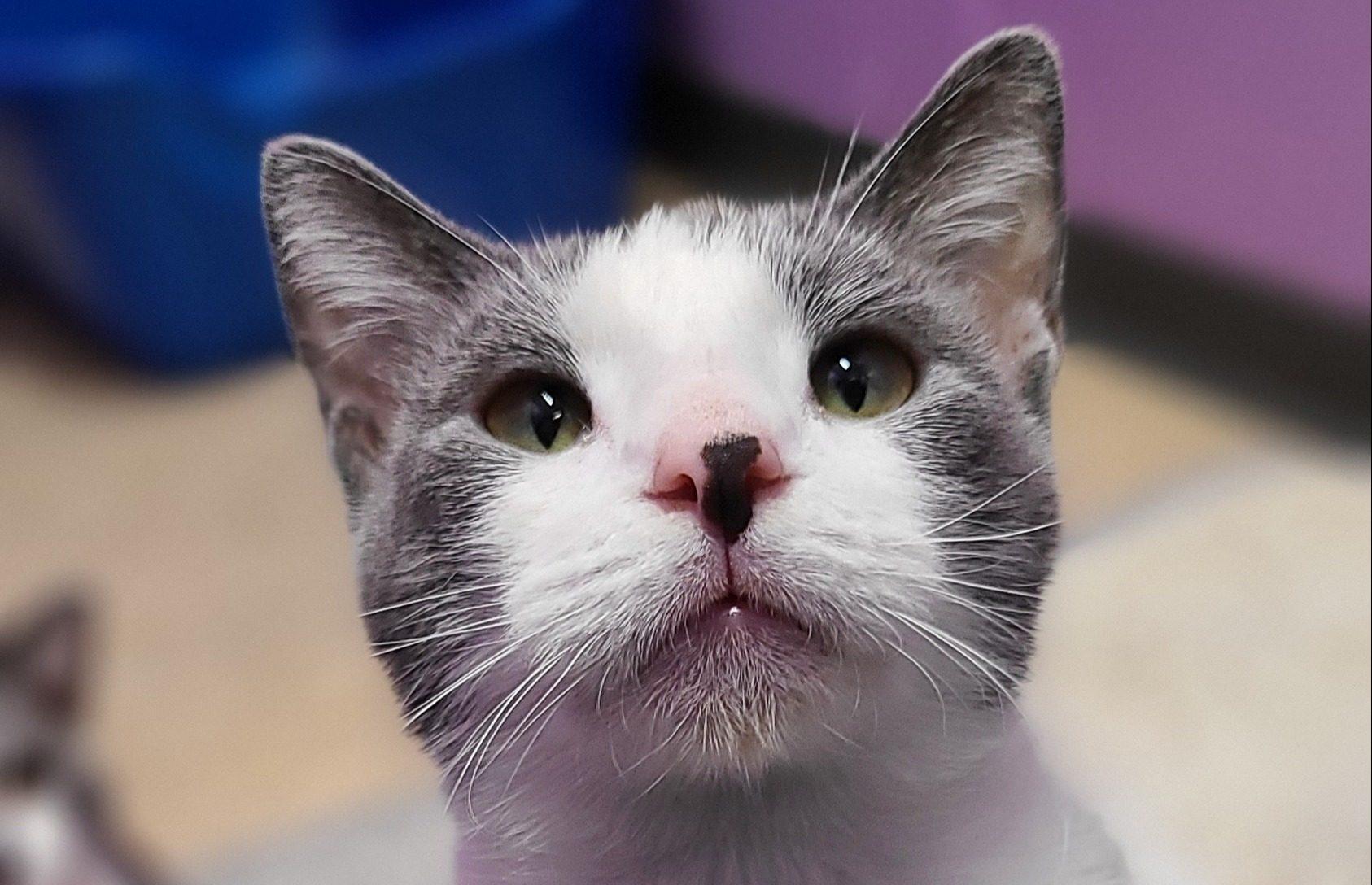 Tree Star – Ready for Adoption! - Open Door Animal Sanctuary