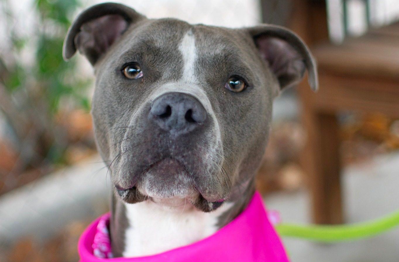 Sadie – Ready for Adoption! - Open Door Animal Sanctuary