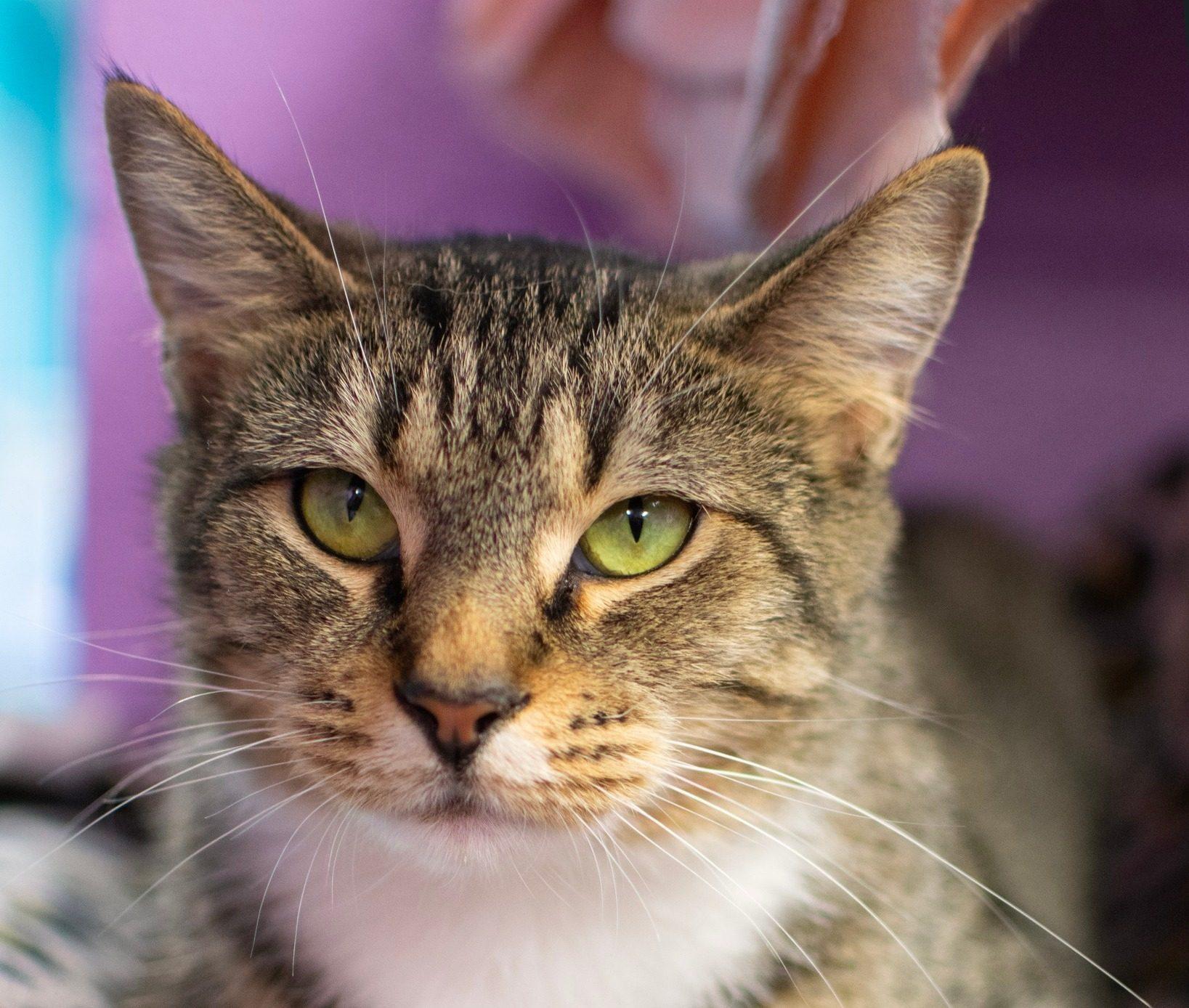 Mouse – Ready for Adoption! - Open Door Animal Sanctuary