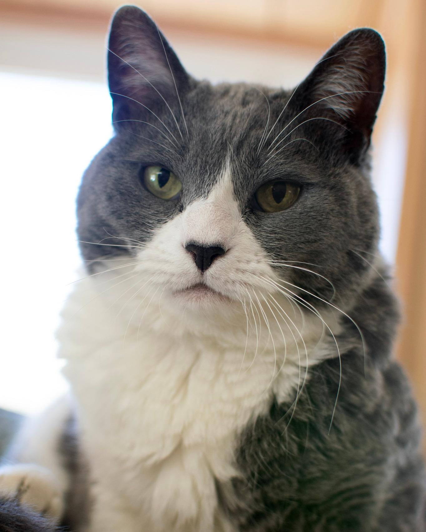 Blue Bunny – Ready for Adoption! - Open Door Animal Sanctuary