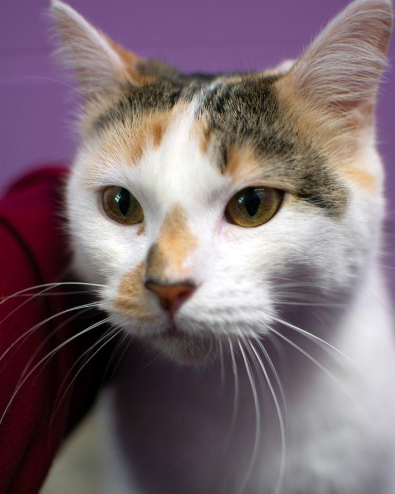 Cleo – Ready for Adoption! - Open Door Animal Sanctuary