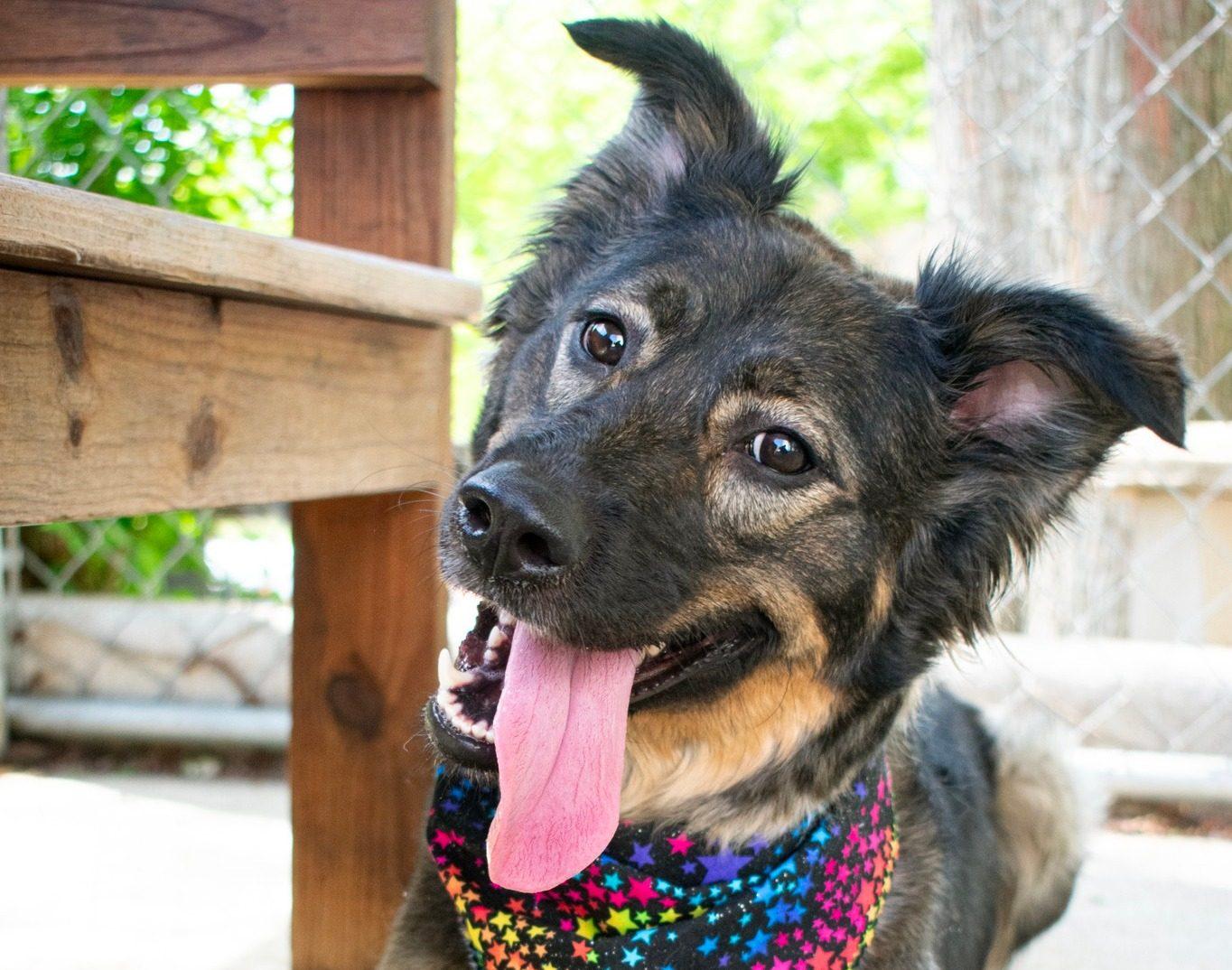 Starlight – Ready for Adoption! - Open Door Animal Sanctuary