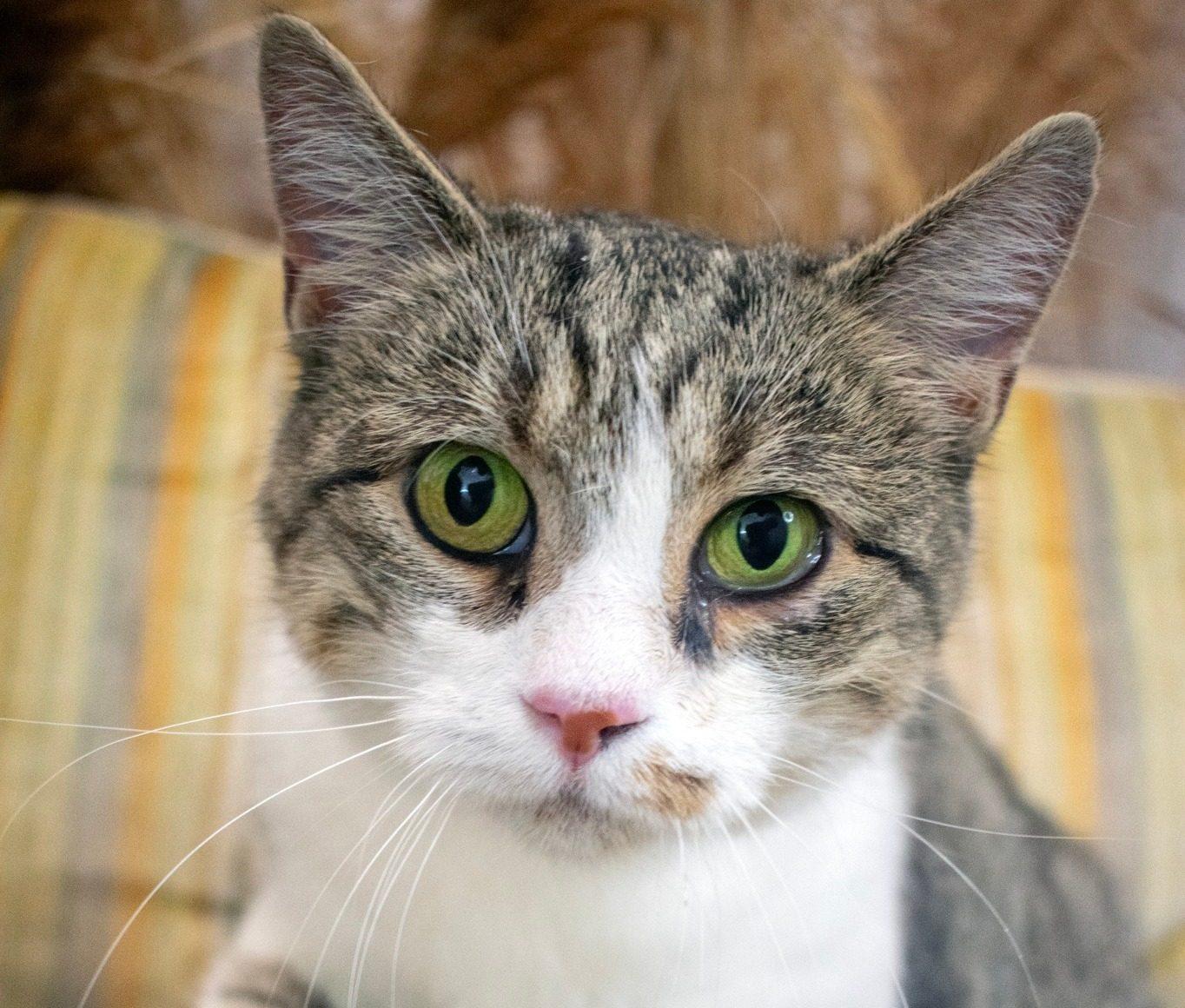 Angie – Ready for Adoption! - Open Door Animal Sanctuary