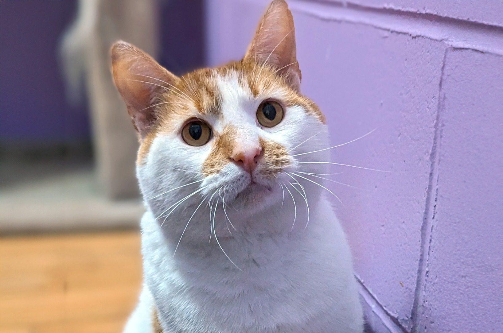 Batuga – Ready for Adoption! - Open Door Animal Sanctuary