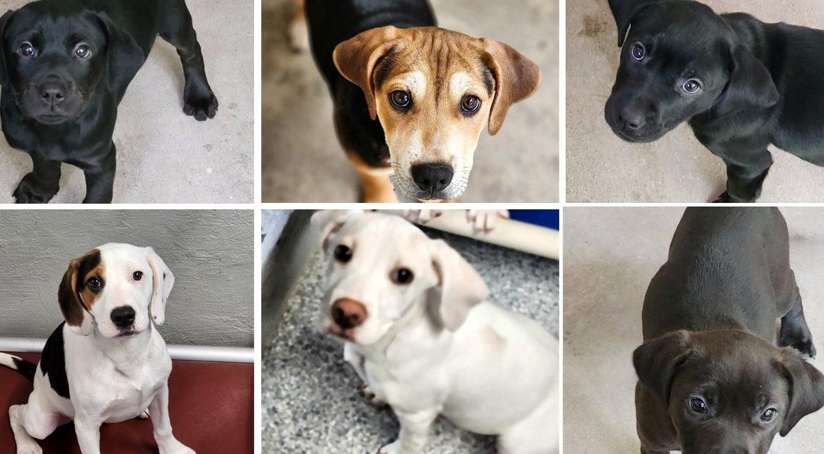 Puppies! Puppies! Puppies! – Ready for Adoption! - Open Door Animal ...