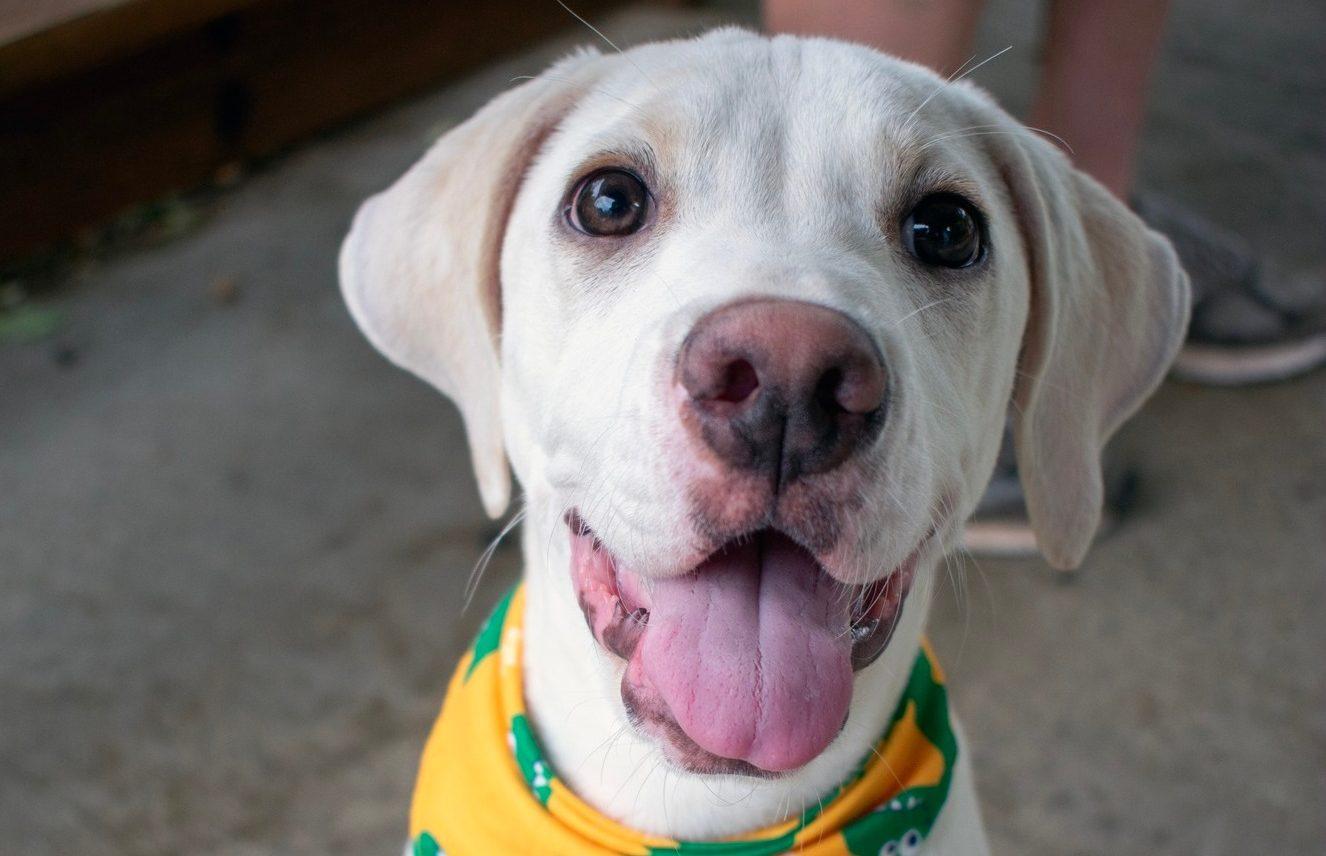 Sooner – Ready for Adoption! - Open Door Animal Sanctuary