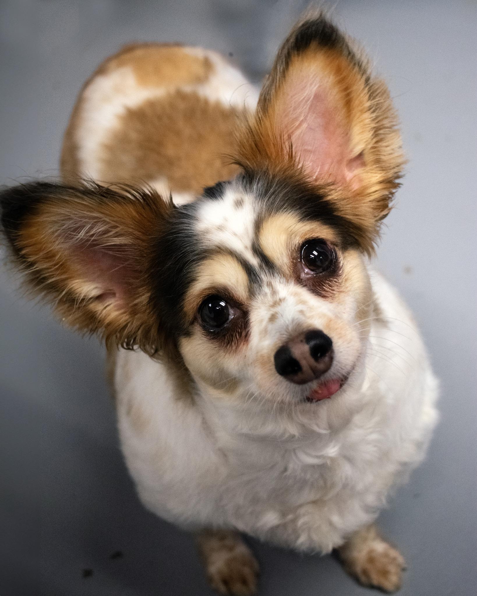 Diesel – Ready for Adoption! - Open Door Animal Sanctuary