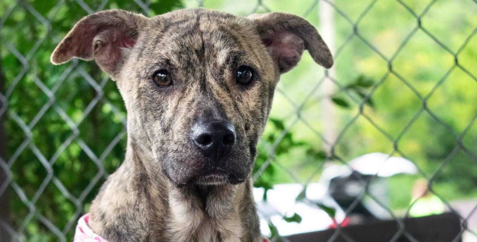 Pinto Bean – Ready for Adoption! - Open Door Animal Sanctuary