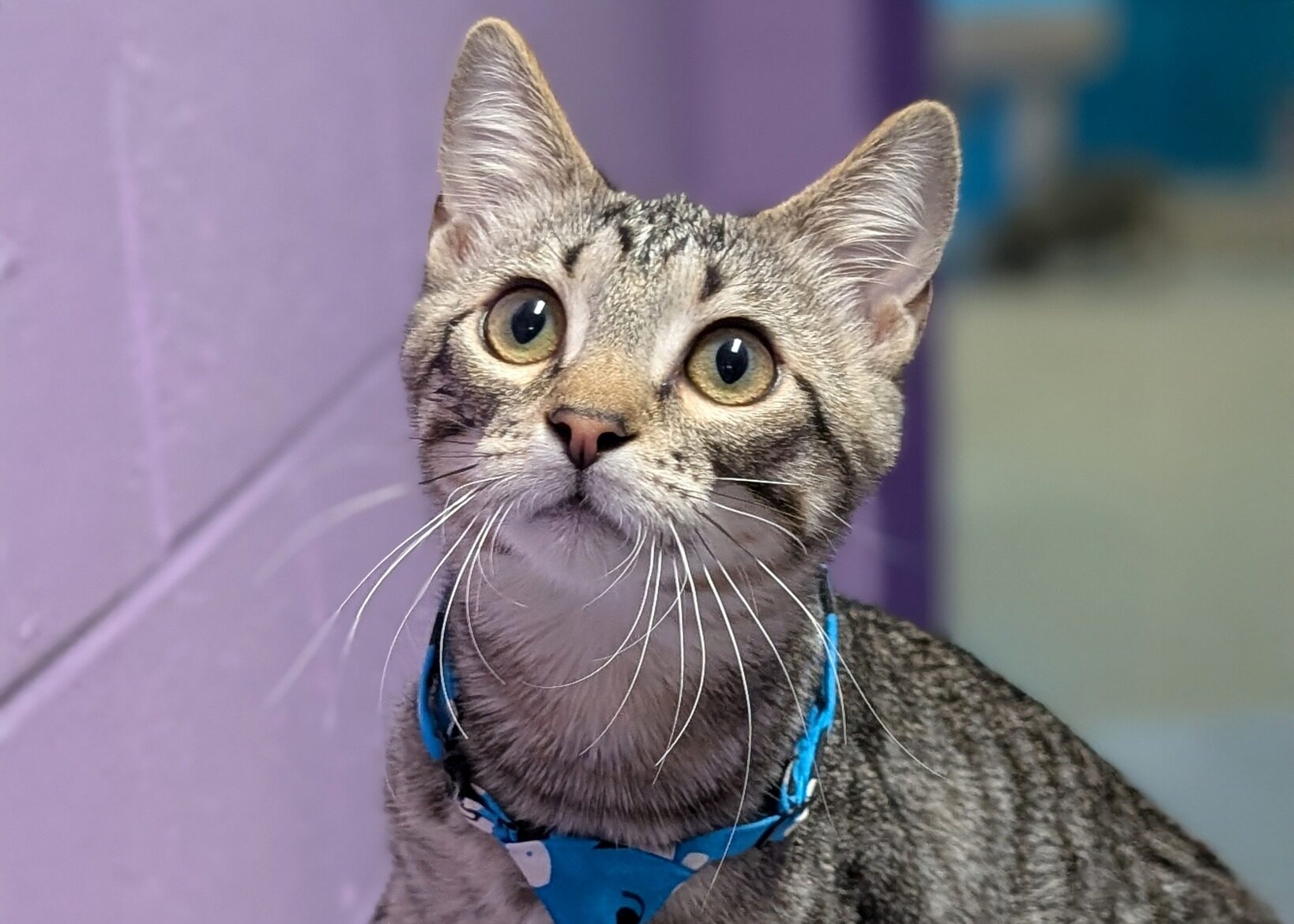 Yankee – Ready for Adoption! - Open Door Animal Sanctuary