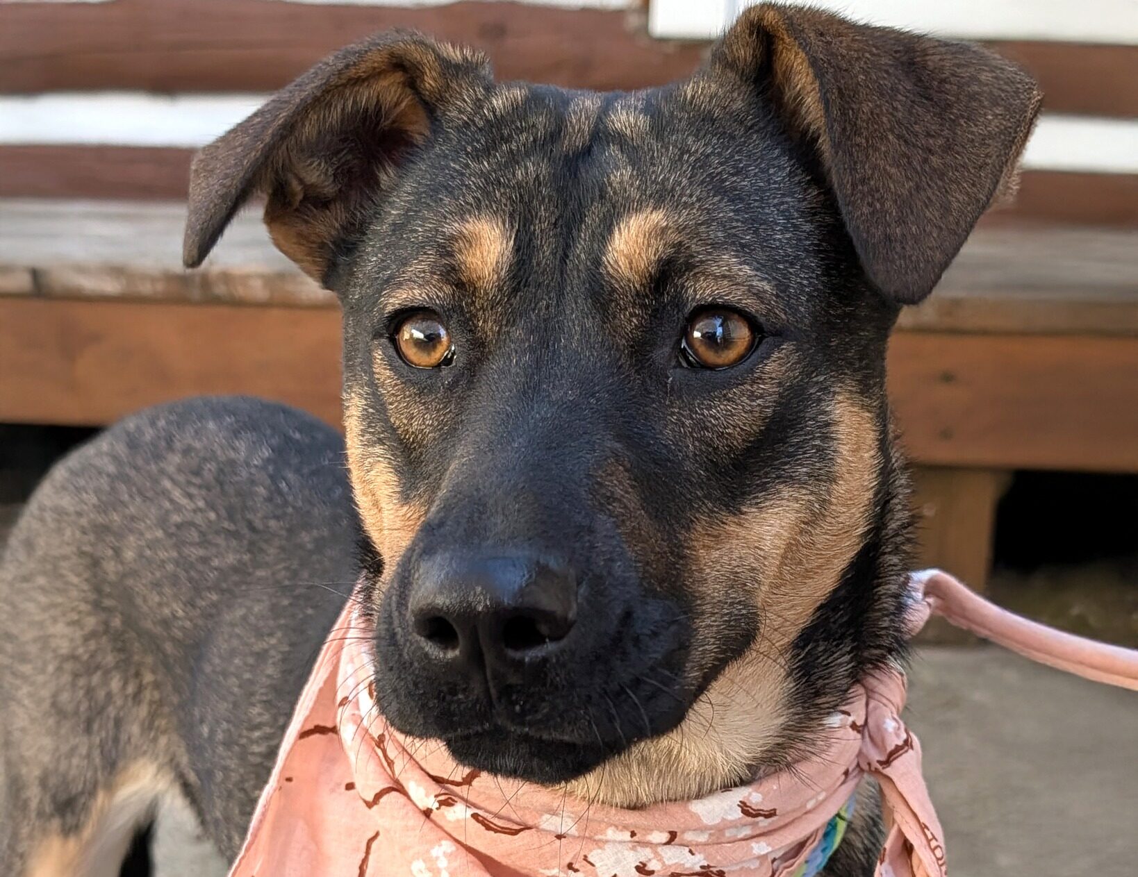 Chickie – Ready for Adoption! - Open Door Animal Sanctuary