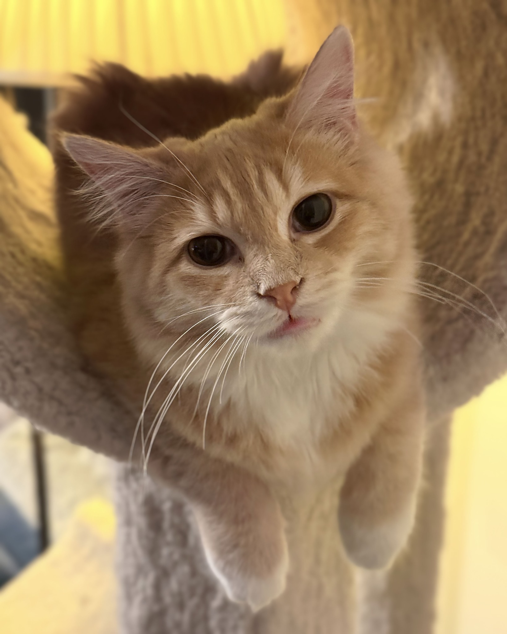 Marsh – Ready for Adoption! - Open Door Animal Sanctuary