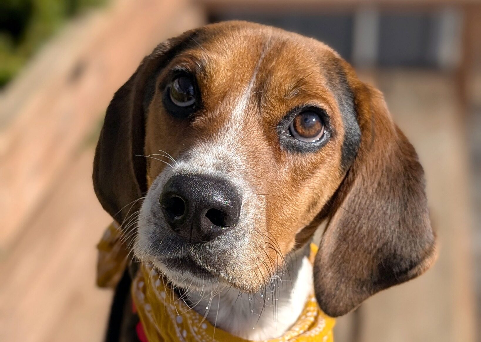 Turkey – Ready for Adoption! - Open Door Animal Sanctuary